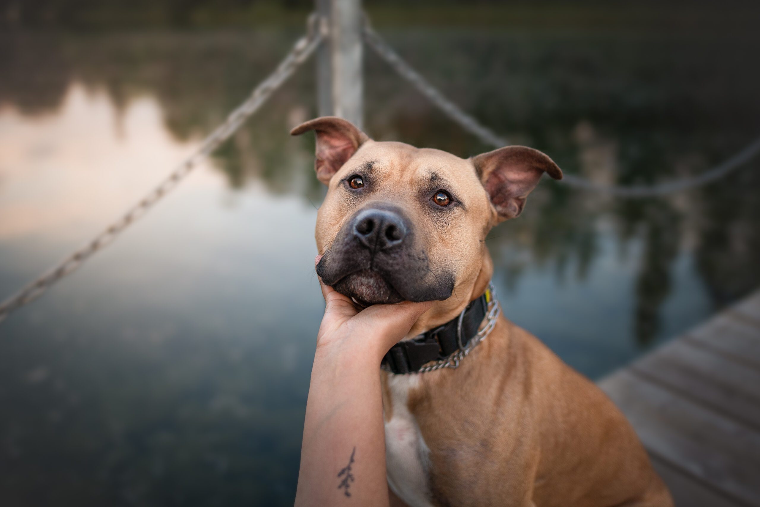 Saber - FirstMate Pet Foods